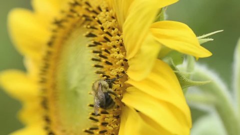 flying honey bee covered pollen collecting Stock Footage Video (100% ...