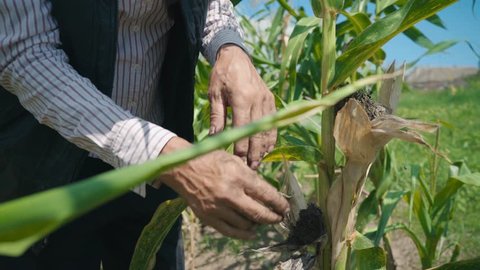 Agriculture Farmer Corn Field Tears Corn Stock Footage Video (100% ...