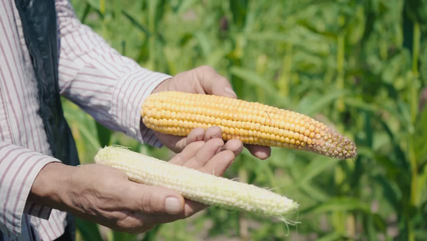 agriculture farmer holding two different corn Stock Footage Video (100% ...