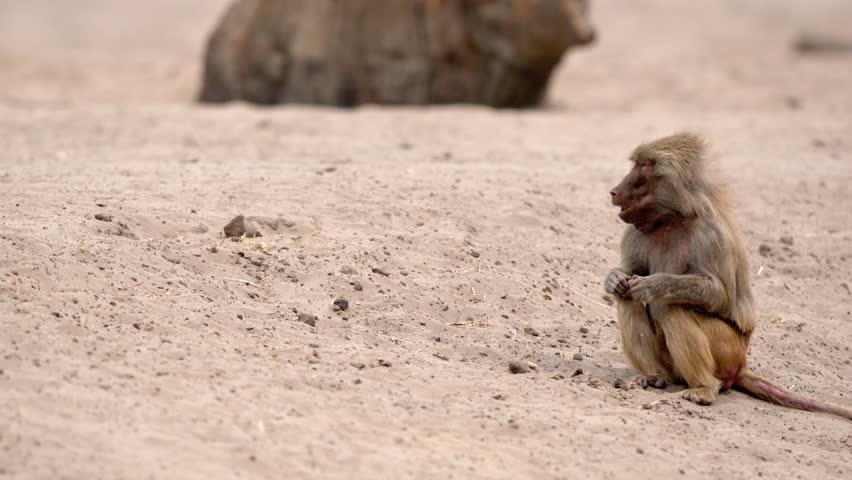 A Beautiful Baboon Stock Footage Video (100% Royalty-free) 1015171744 ...