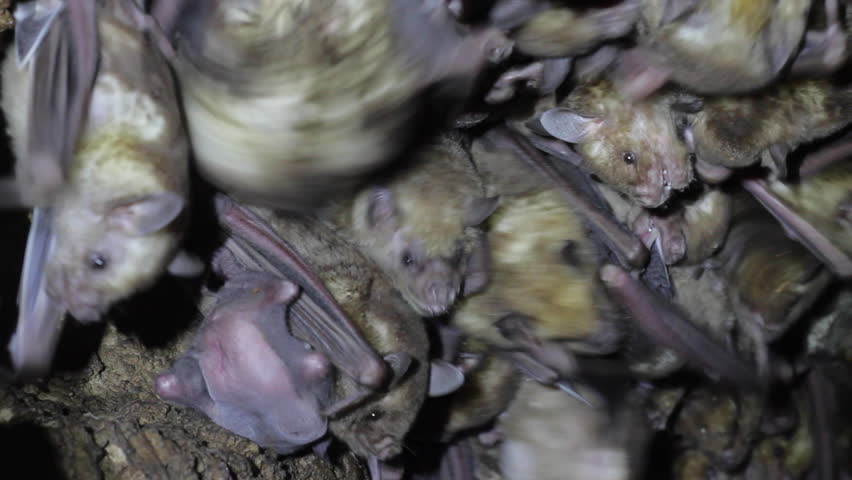 large colony antillean fruit-eating bats cave Stock Footage Video (100% ...