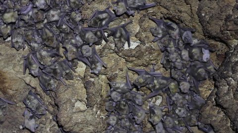 Large Colony Antillean Fruiteating Bats Cave Stock Footage Video (100% ...