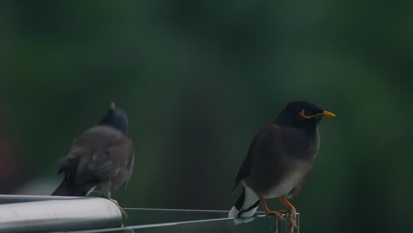 Maina Bird Stock Video Footage - 4K and HD Video Clips | Shutterstock