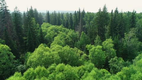 Seamless Horizontal Summer Landscape Forest Pines Stock Vector (Royalty ...