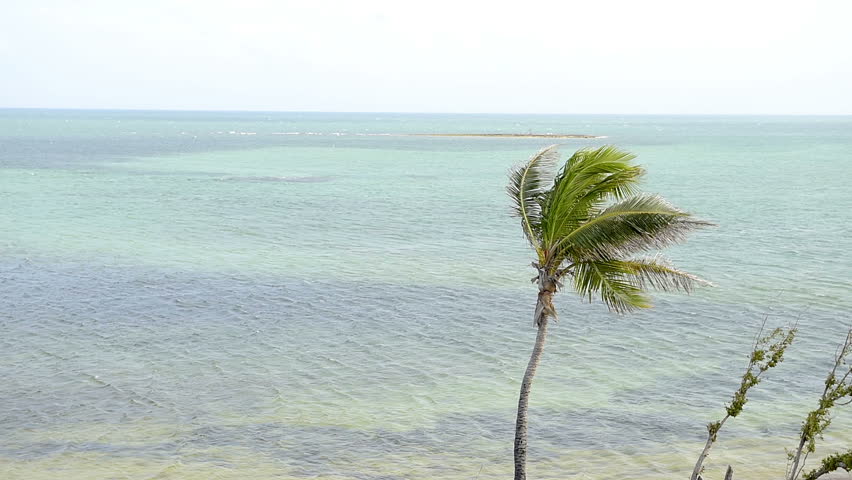 Tree at Park in Key West, Florida image - Free stock photo - Public ...