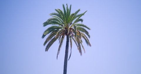 Beautiful European Palm Tree Spanish Palma Stock Footage Video (100% ...