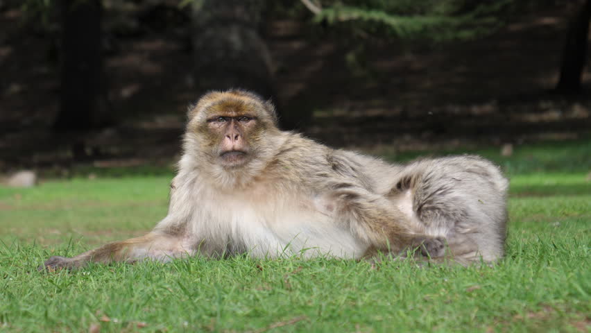 sleepy barbary ape laying on ground Stock Footage Video (100% Royalty ...