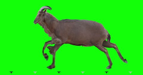 goat real fur green screen runcycle Stock Footage Video (100% Royalty ...