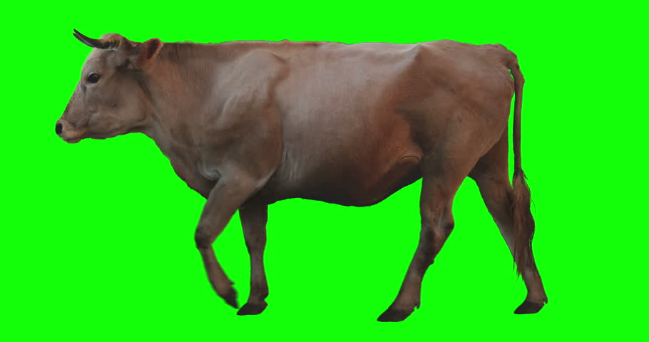 Brown Bull Walking On a Stock Footage Video (100% Royalty-free ...