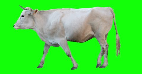 White Bull Walking On Transparent Background Stock Footage Video (100% ...