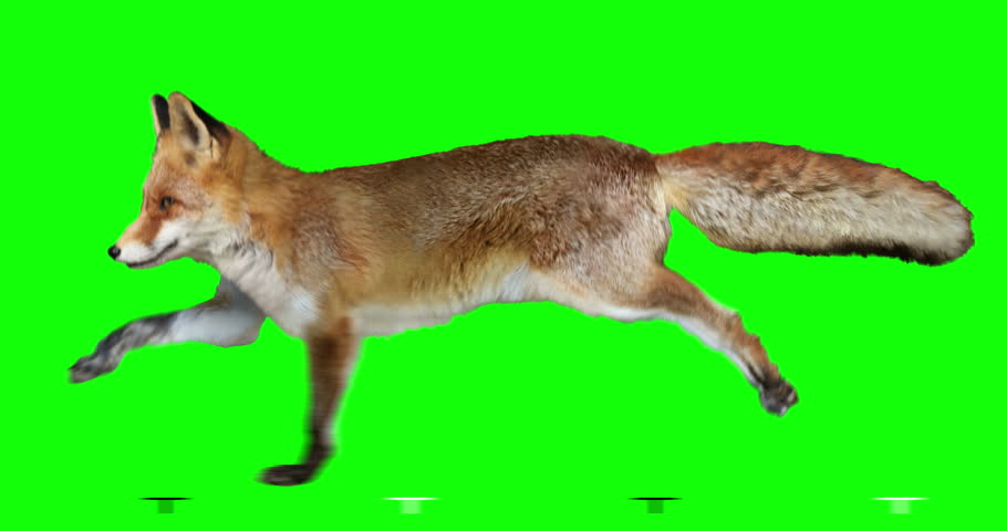 155 Green screen fox Stock Video Footage - 4K and HD Video Clips ...