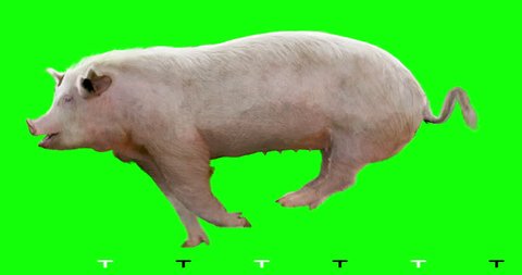 Pig Gallop Runs Animation Cyclic Isolated Stock Footage Video (100% ...