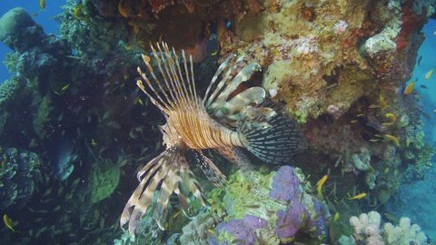 African Lionfish On Coral Reef Underwater Stock Footage Video (100% ...