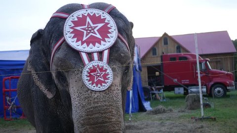 Handheld Shot Carnival Elephant County Fair Stock Footage Video (100% ...