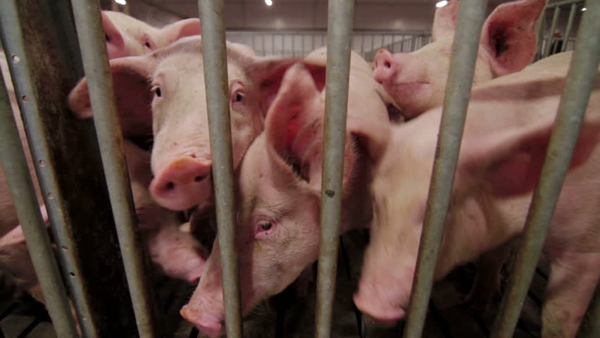 pigs slaughterhouse pork modern meat processing Stock Footage Video ...