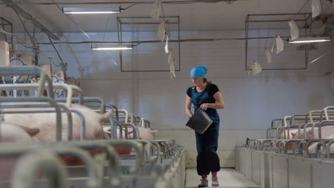 Pig Farm Worker Feeds Pigs Intensive Stock Footage Video (100% Royalty ...