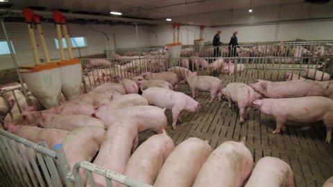 Pig Farm Workers Examining Pigs Pig Stock Footage Video (100% Royalty ...