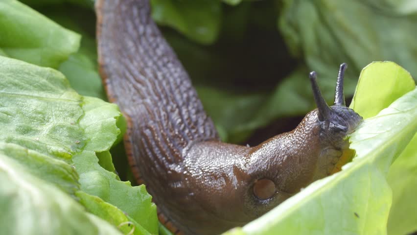 Slug pellet Stock Video Footage - 4K and HD Video Clips | Shutterstock