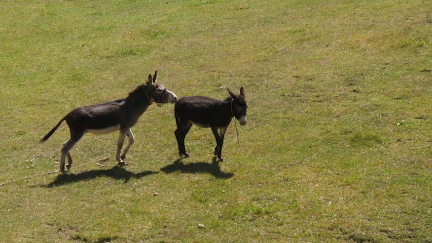 two donkeys grazing kicking their feet Stock Footage Video (100% ...