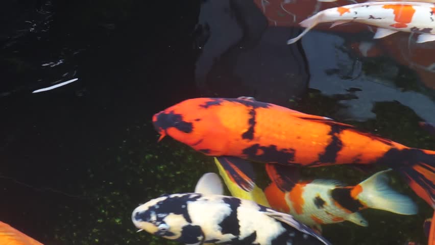 Color Carp Fish in the Stock Footage Video (100% Royalty-free ...