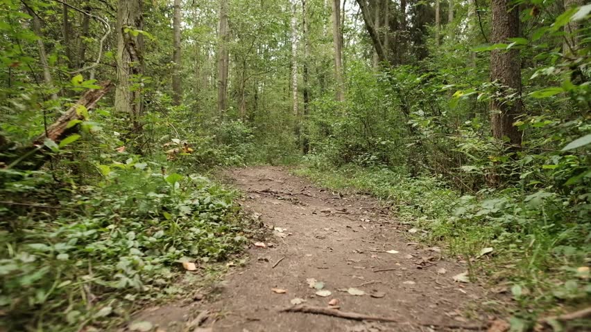 path through forest without people Stock Footage Video (100% Royalty ...