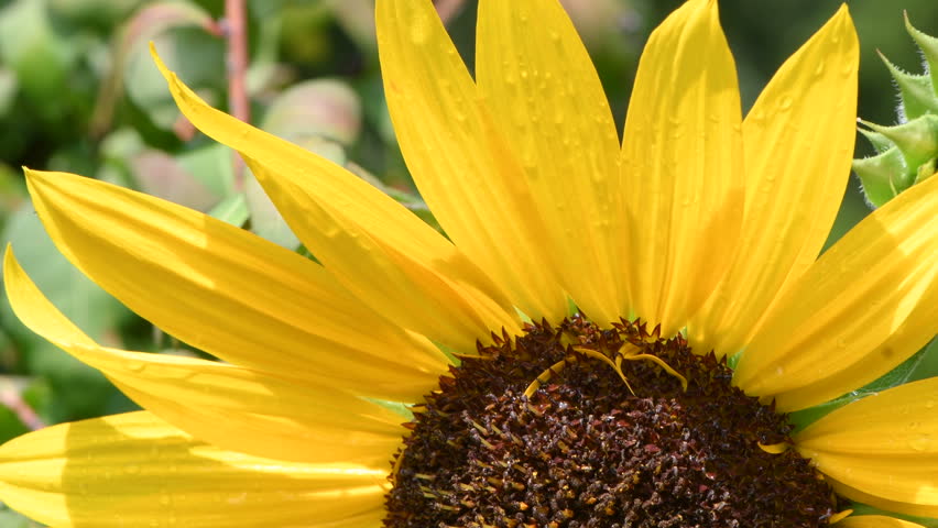 close sunflower moving wind Stock Footage Video (100% Royalty-free ...