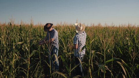 Two Farmers Corn Field Check Quality Stock Footage Video (100% Royalty ...