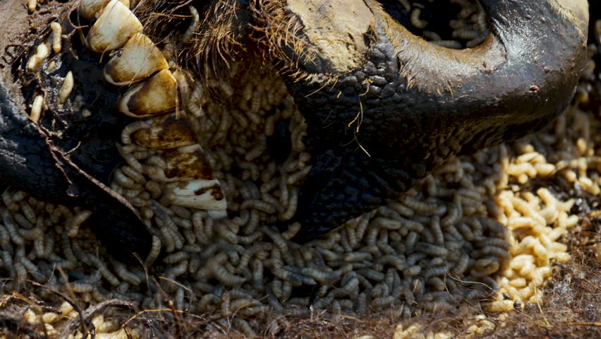 Maggots in mouth Footage | Stock Clips