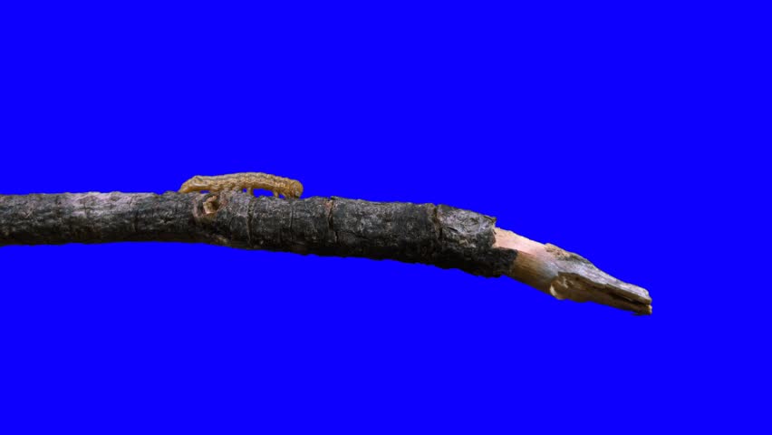 4k blue green screen caterpillar larva Stock Footage Video (100% ...
