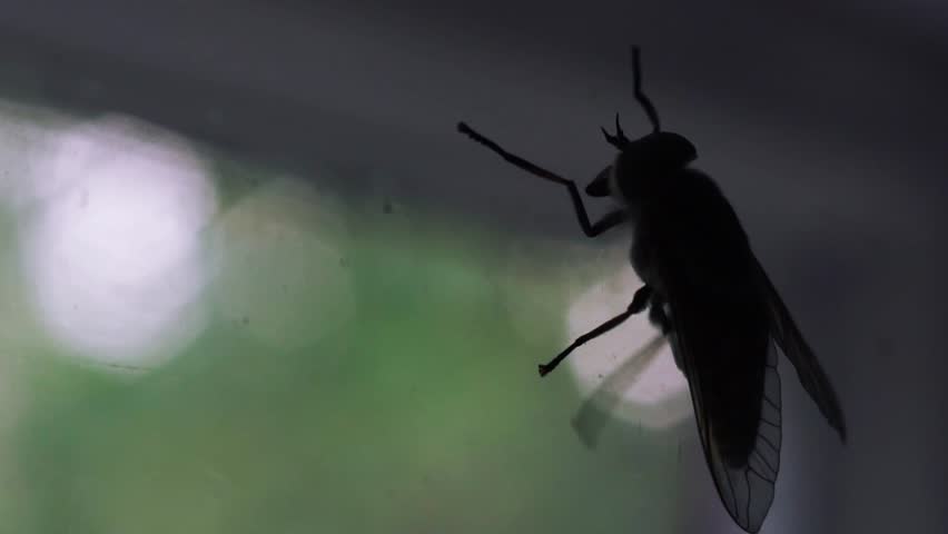 dead mayflies spider's web Stock Footage Video (100% Royalty-free ...