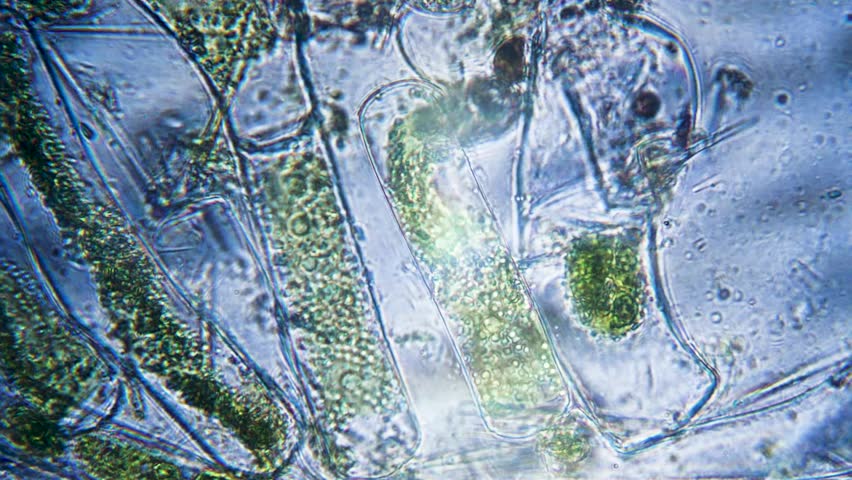 algae life filmed under microscope super Stock Footage Video (100% ...