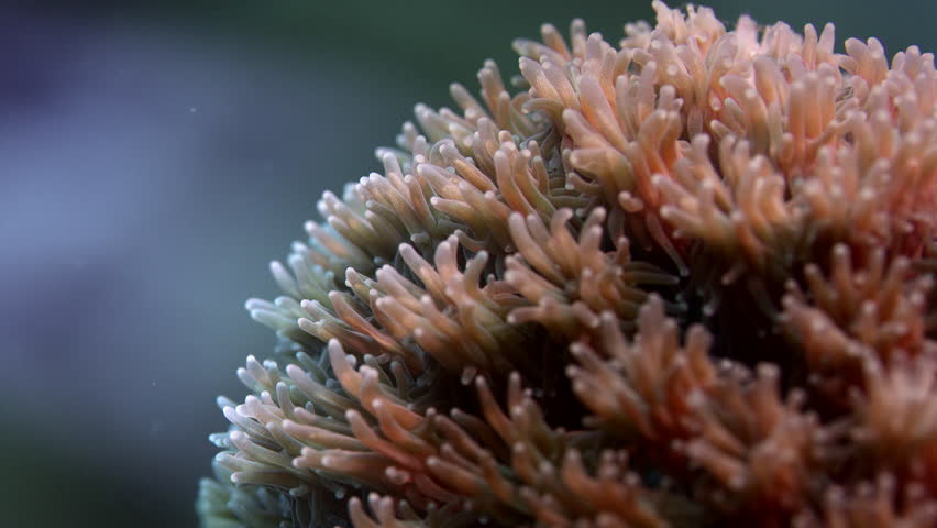detail coral polyps galaxea sp growing Stock Footage Video (100% ...