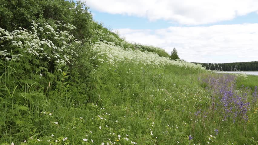 overgrown field plants ancient hill on Stock Footage Video (100% ...