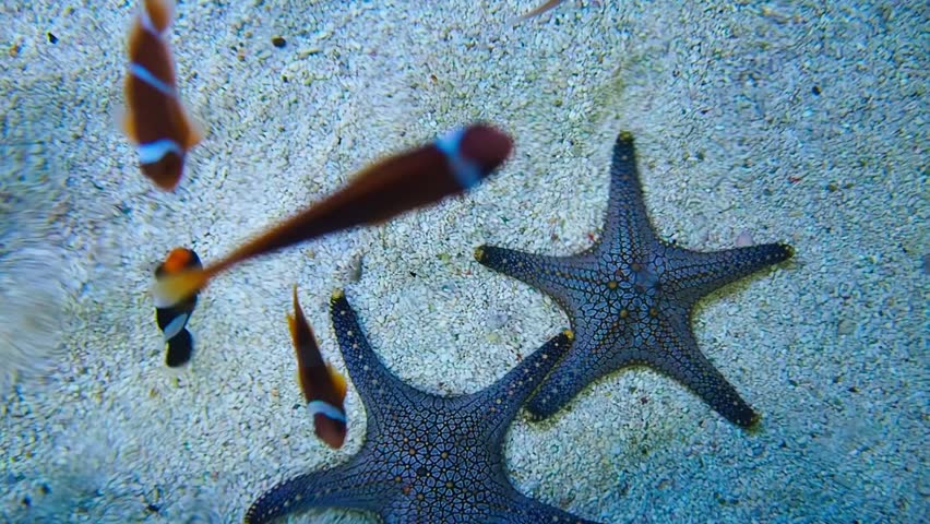 Sand Colored Fish in the tank image - Free stock photo - Public Domain ...
