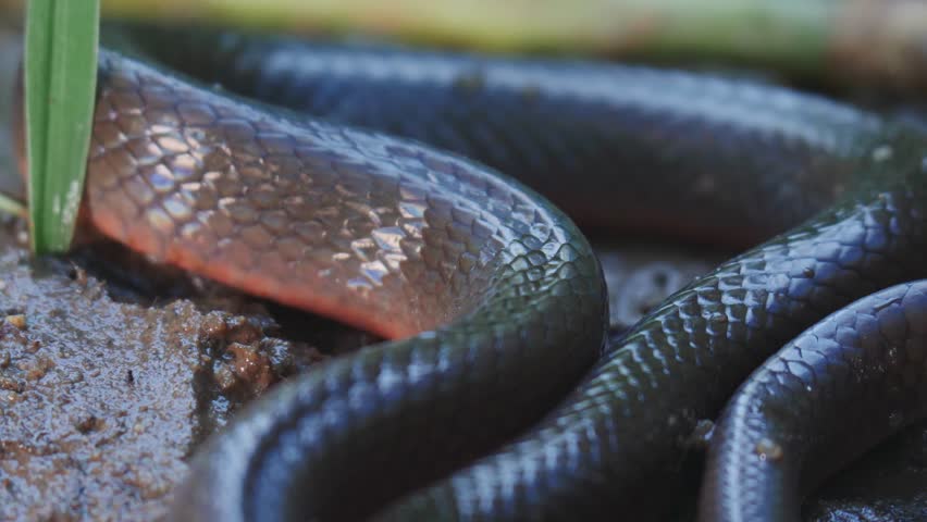 Northern Water Snake - Nerodia sipedon image - Free stock photo ...