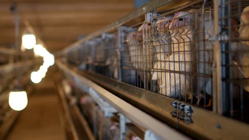 Fodder house Stock Video Footage - 4K and HD Video Clips | Shutterstock