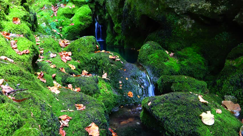 forest stream running over mossy rocks Stock Footage Video (100% ...