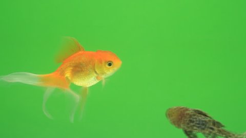 goldfish on green screen Stock Footage Video (100% Royalty-free ...