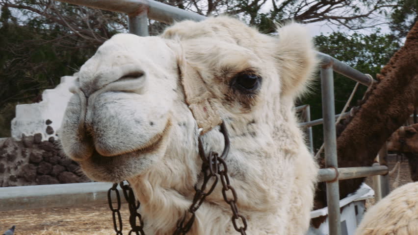 White Dromedary Camel Face Side Stock Footage Video (100% Royalty-free ...