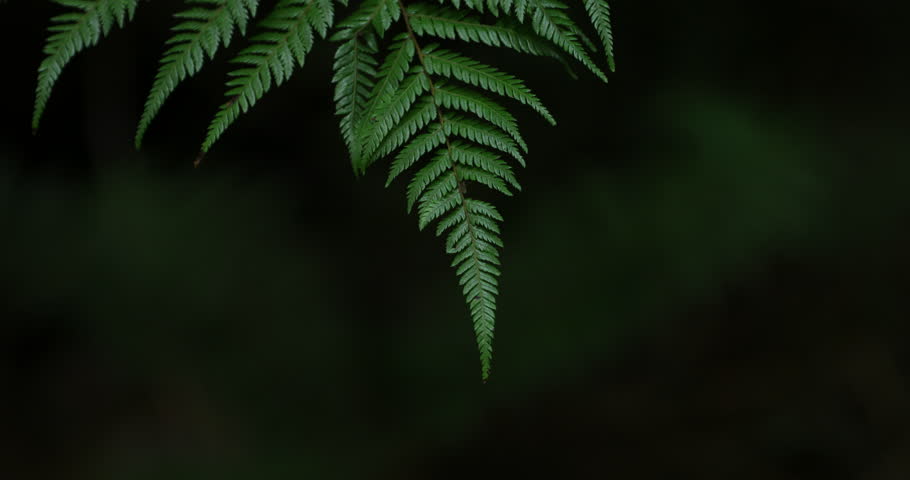 animation palm tree leaves rustling wind Stock Footage Video (100% ...