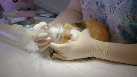Vet Preparing Guinea Pig Surgery Putting Stock Footage Video (100% ...