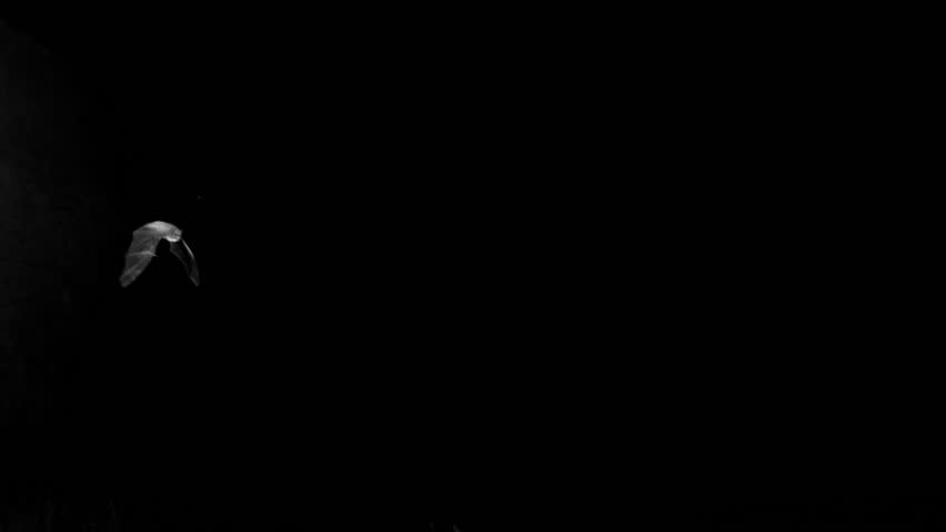 daubenton's bat flying night myotis daubentonii Stock Footage Video ...
