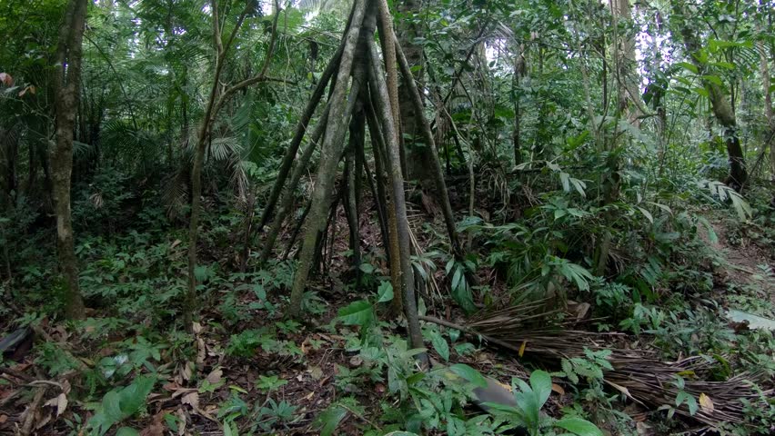 Socratea Exorrhiza Tree at Amazon : vidéo de stock (100 % libre de ...