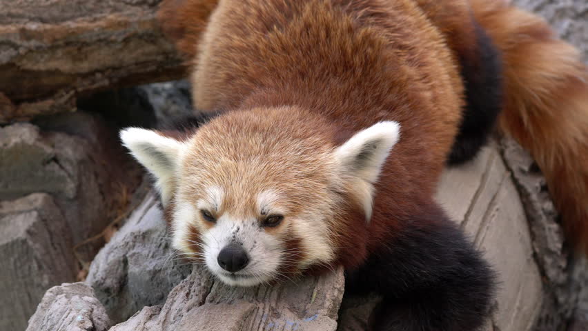 Red Panda Resting on a log image - Free stock photo - Public Domain ...