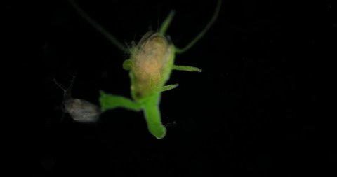 Hydra Eating Water Fleas Daphnia Pulex Stock Footage Video (100% ...