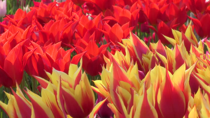 Tulip Flowers Shake in the Stock Footage Video (100% Royalty-free ...