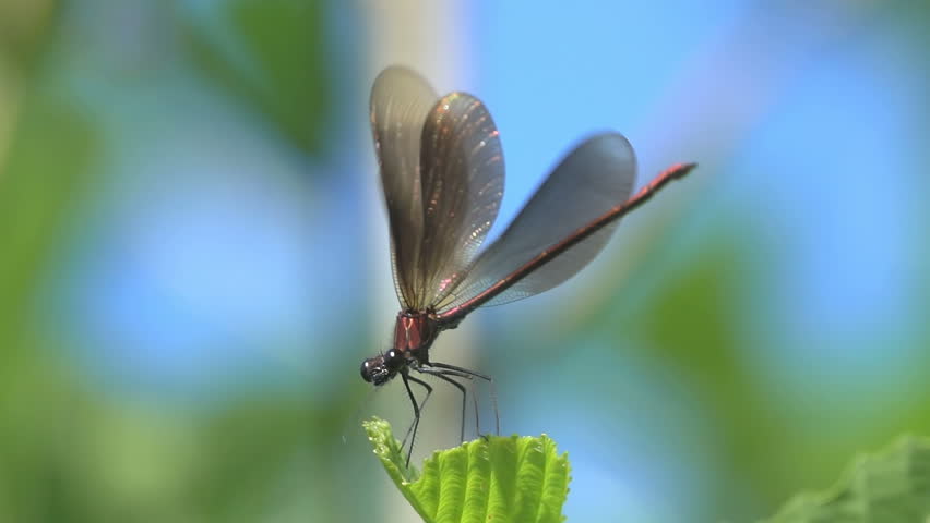 Dragonfly landing on plant image - Free stock photo - Public Domain ...