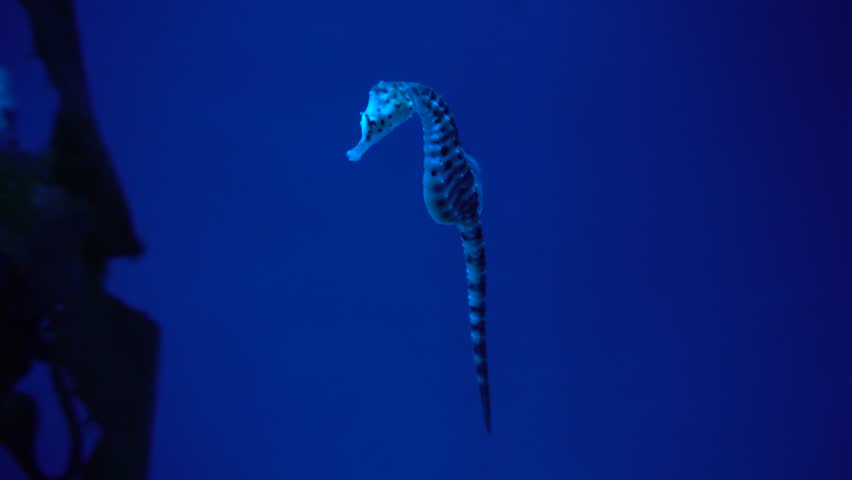 Seahorse Moving in the Water Stock Footage Video (100% Royalty-free ...