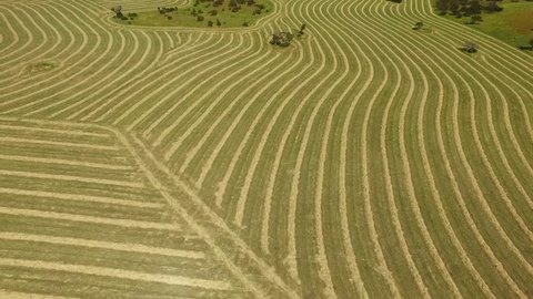 Aerial Rows Hay Wheat Paddock Stock Footage Video (100% Royalty-free ...