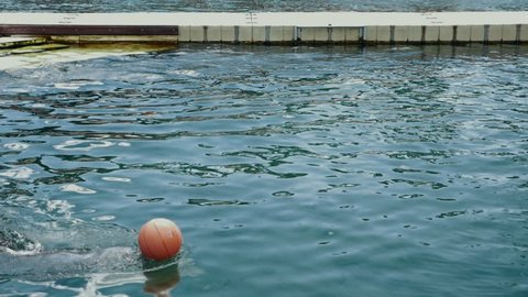 Dolphin Plays Basketball Hawaiian Resort Aquarium Stock Footage Video ...